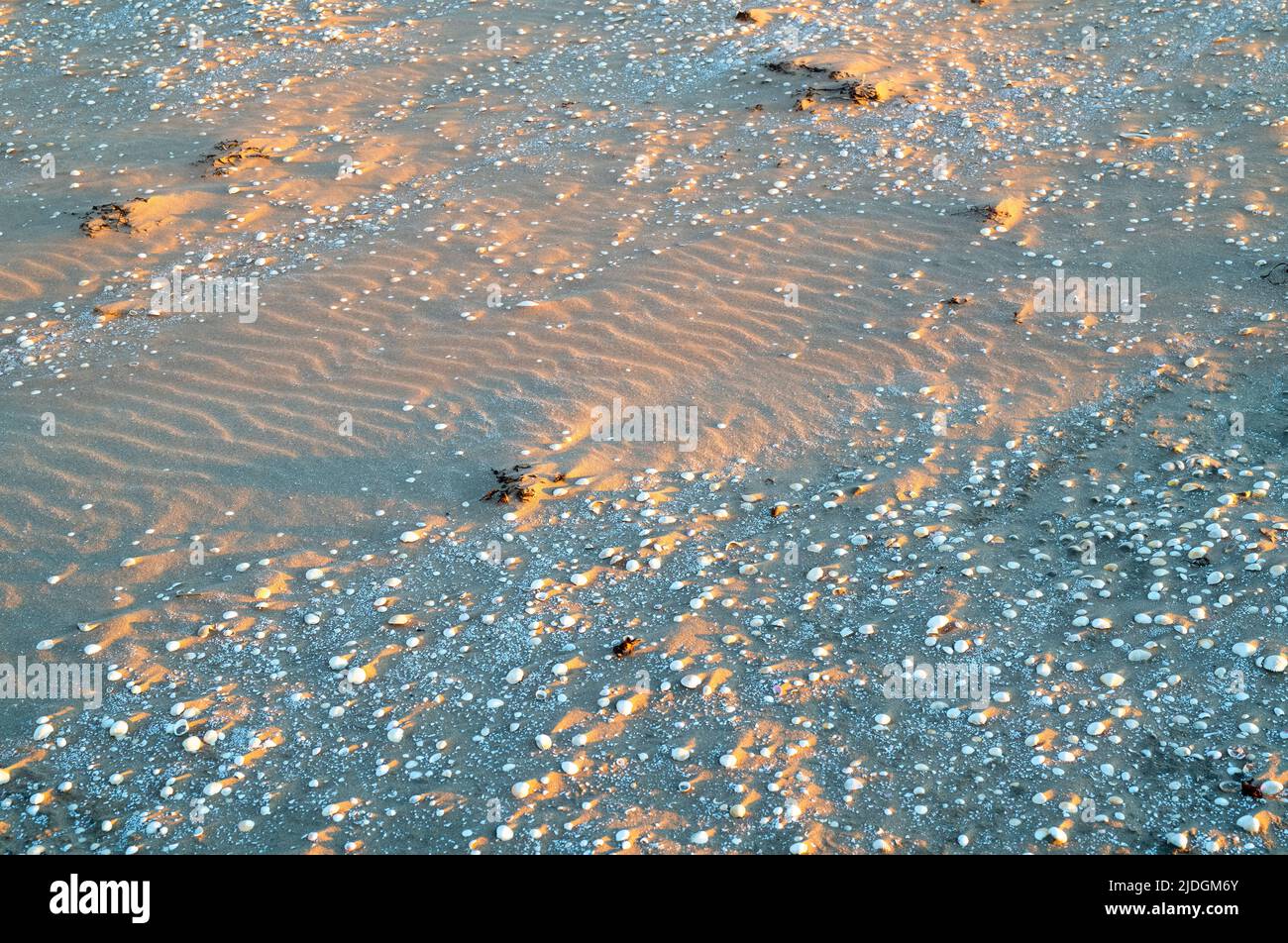Sand and cockle shells at sunset on Southerness Beach, Dumfries and ...
