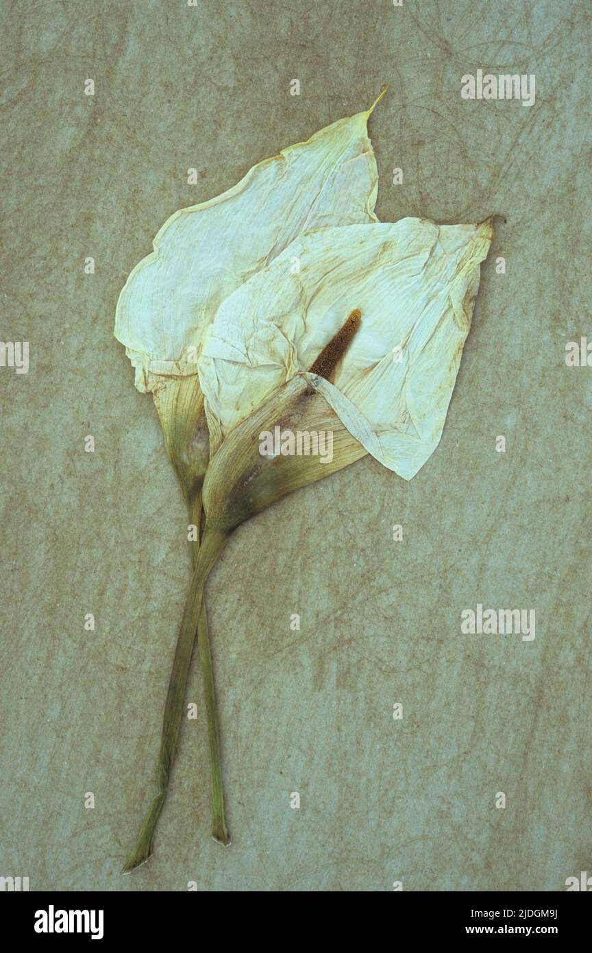 Two dried flowerheads of Arum or Calla lily or Zantedeschia aethiopica ...