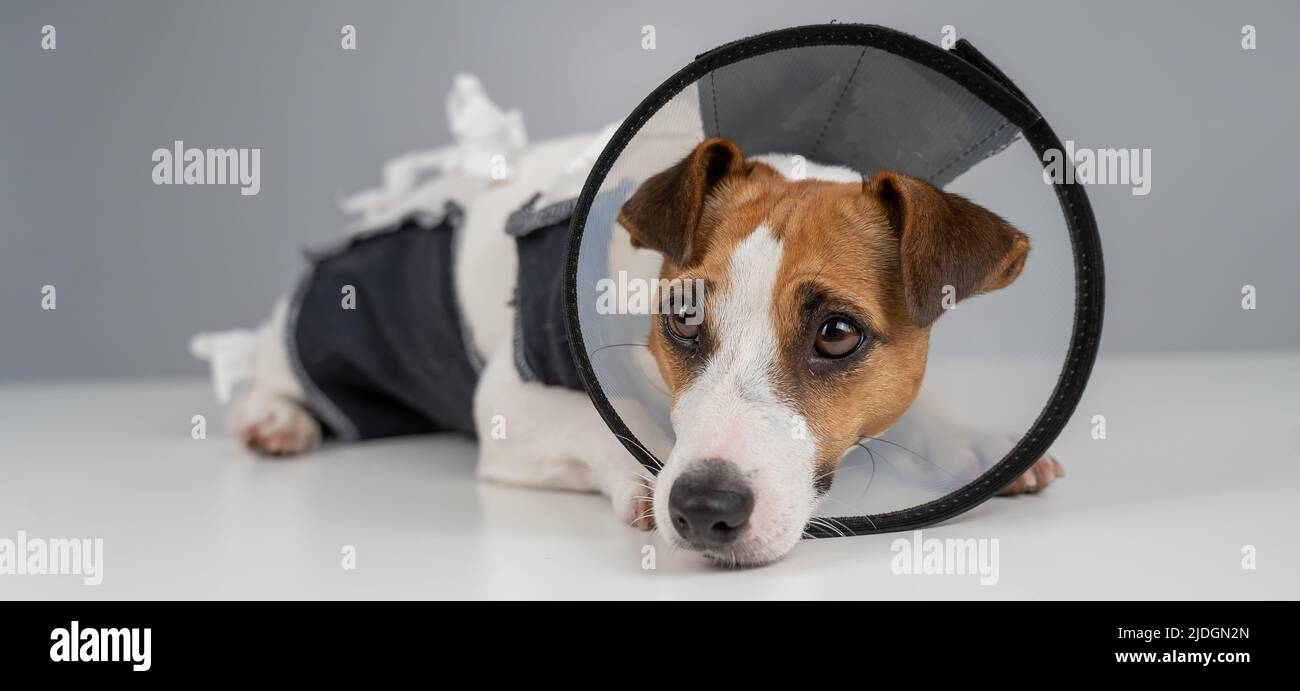 Sad dog jack russell terrier in a blanket and a cone collar after ...