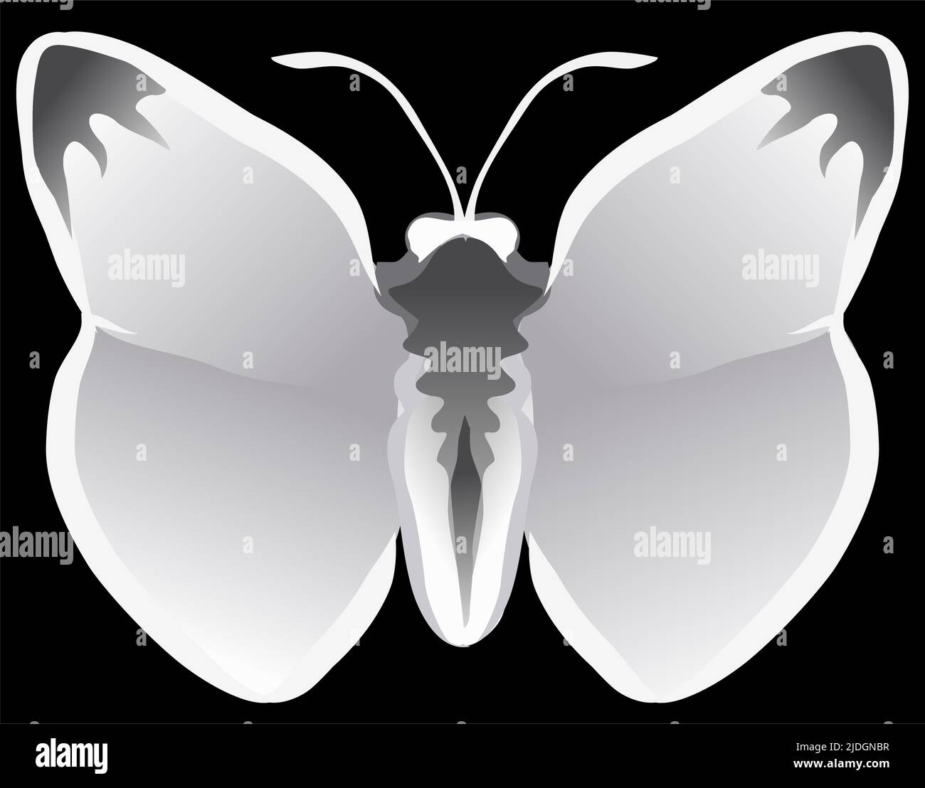 White moth vector illustration, horizontal, over black, isolated Stock ...