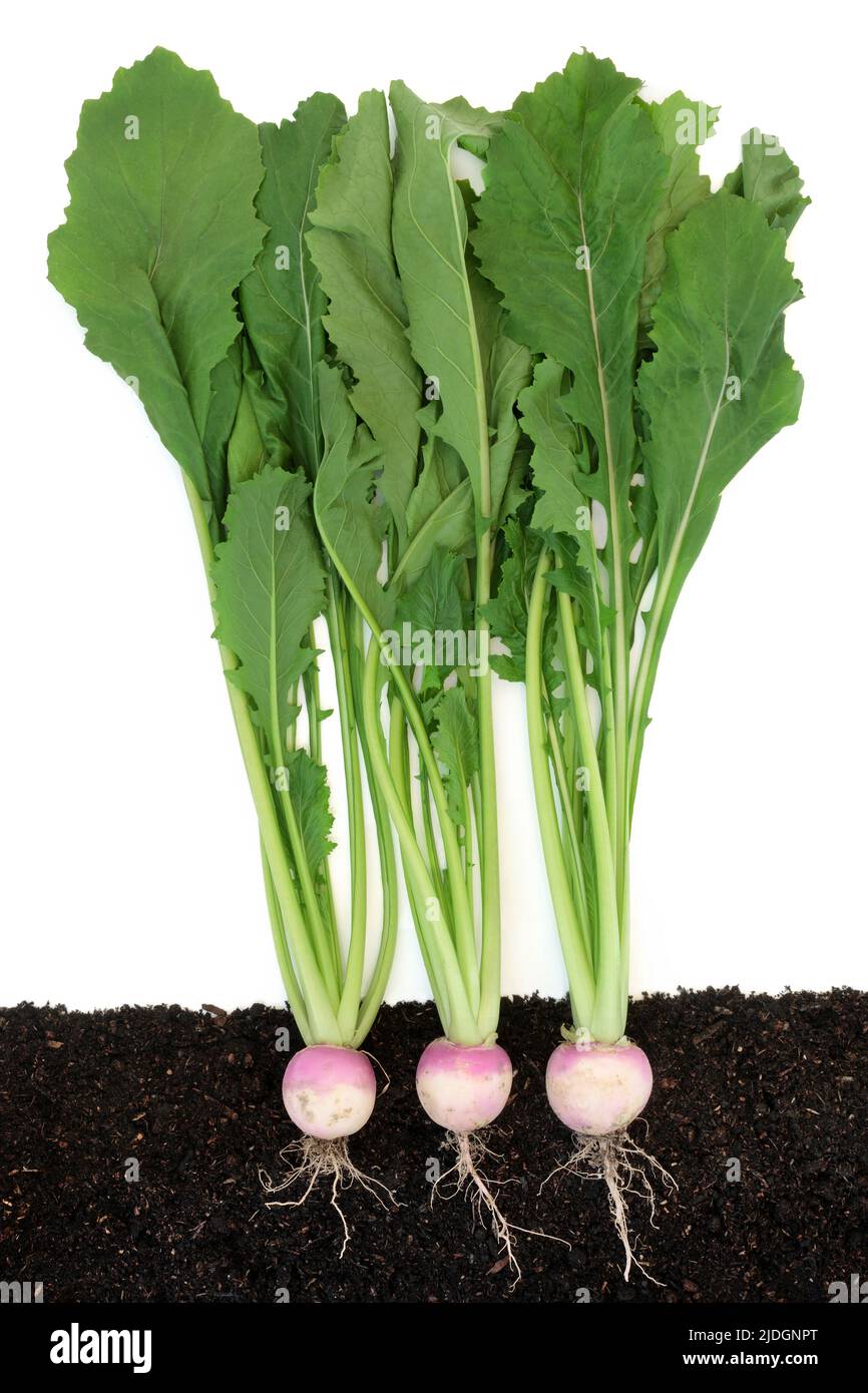 Organic turnip vegetables with roots growing in spoil. Cross section ...