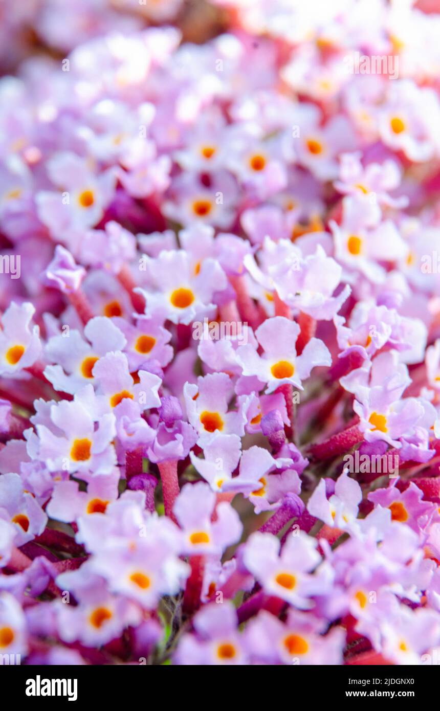 Buddleia bush flowers hi-res stock photography and images - Alamy