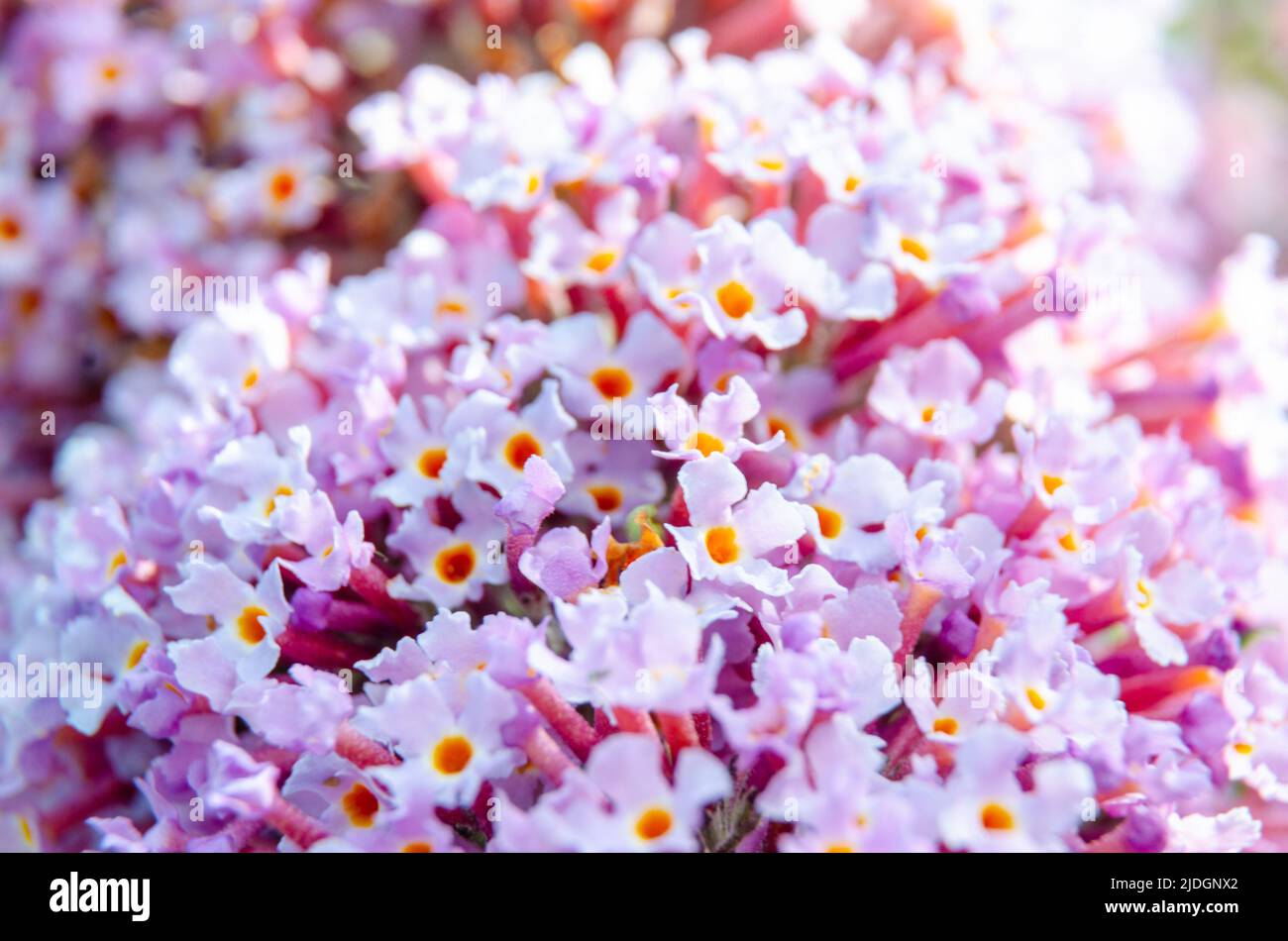 Buddleia flowering hi-res stock photography and images - Alamy
