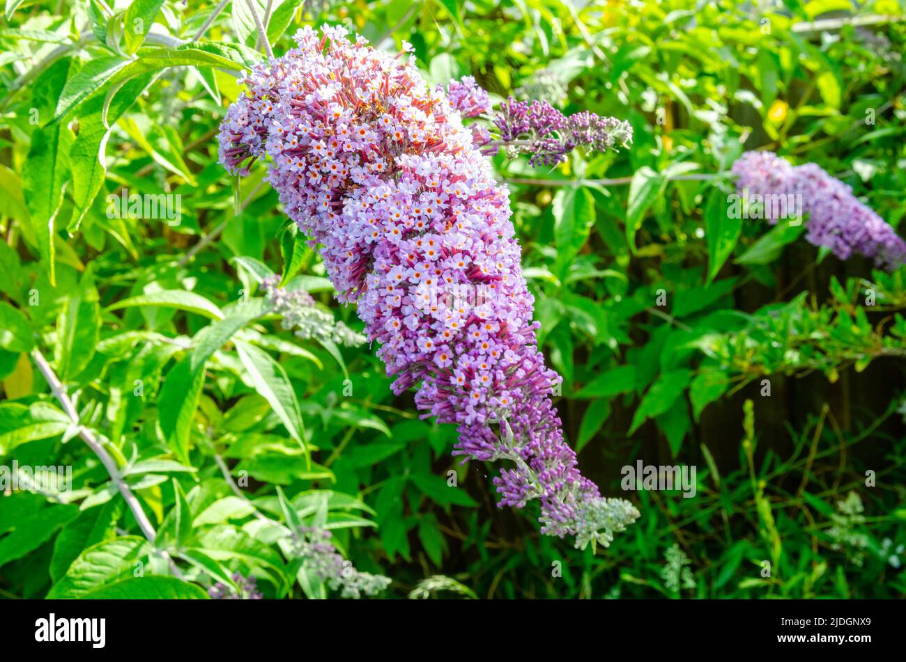 Buddleja garden summer hi-res stock photography and images - Alamy