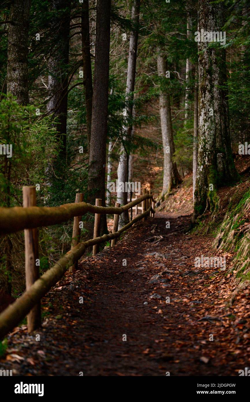 Forest trail with a fence, hiking in the woods, the Ukrainian ...