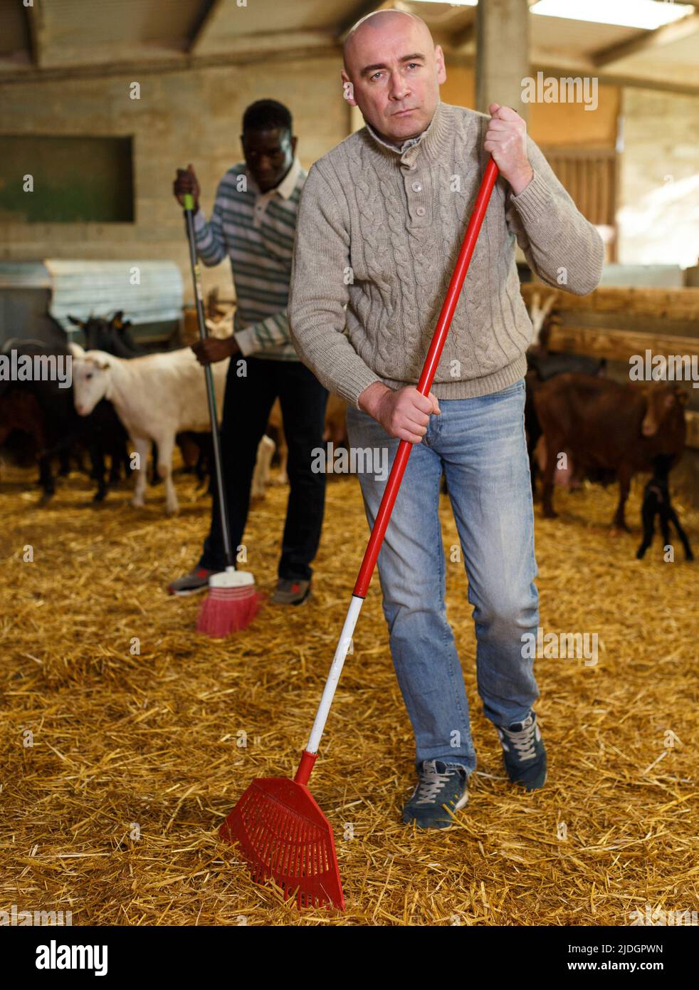 Two men working in goat barn Stock Photo - Alamy