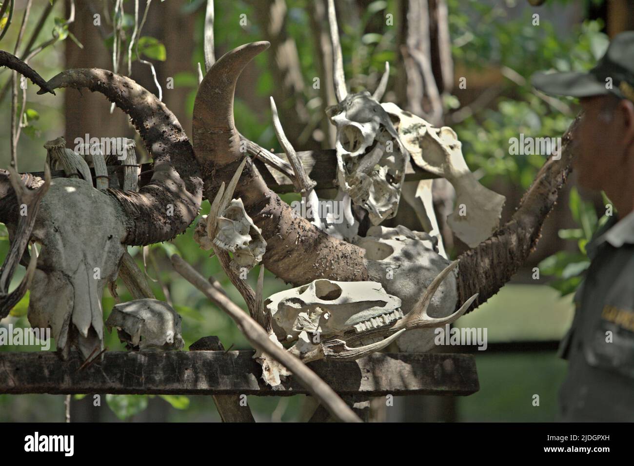 A ranger giving information as he is standing in front of skulls of ...
