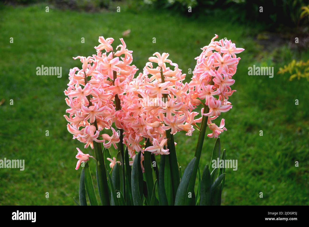 Orange/Pink Hyacinthus Orientalis 'Gipsy Queen' (Dutch Hyacinth) grown ...