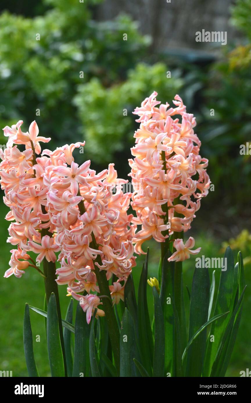 Orange/Pink Hyacinthus Orientalis 'Gipsy Queen' (Dutch Hyacinth) grown ...