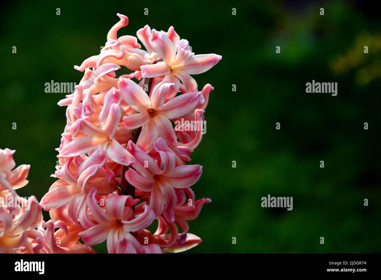 Single Orange/Pink Hyacinthus Orientalis 'Gipsy Queen' (Dutch Hyacinth ...