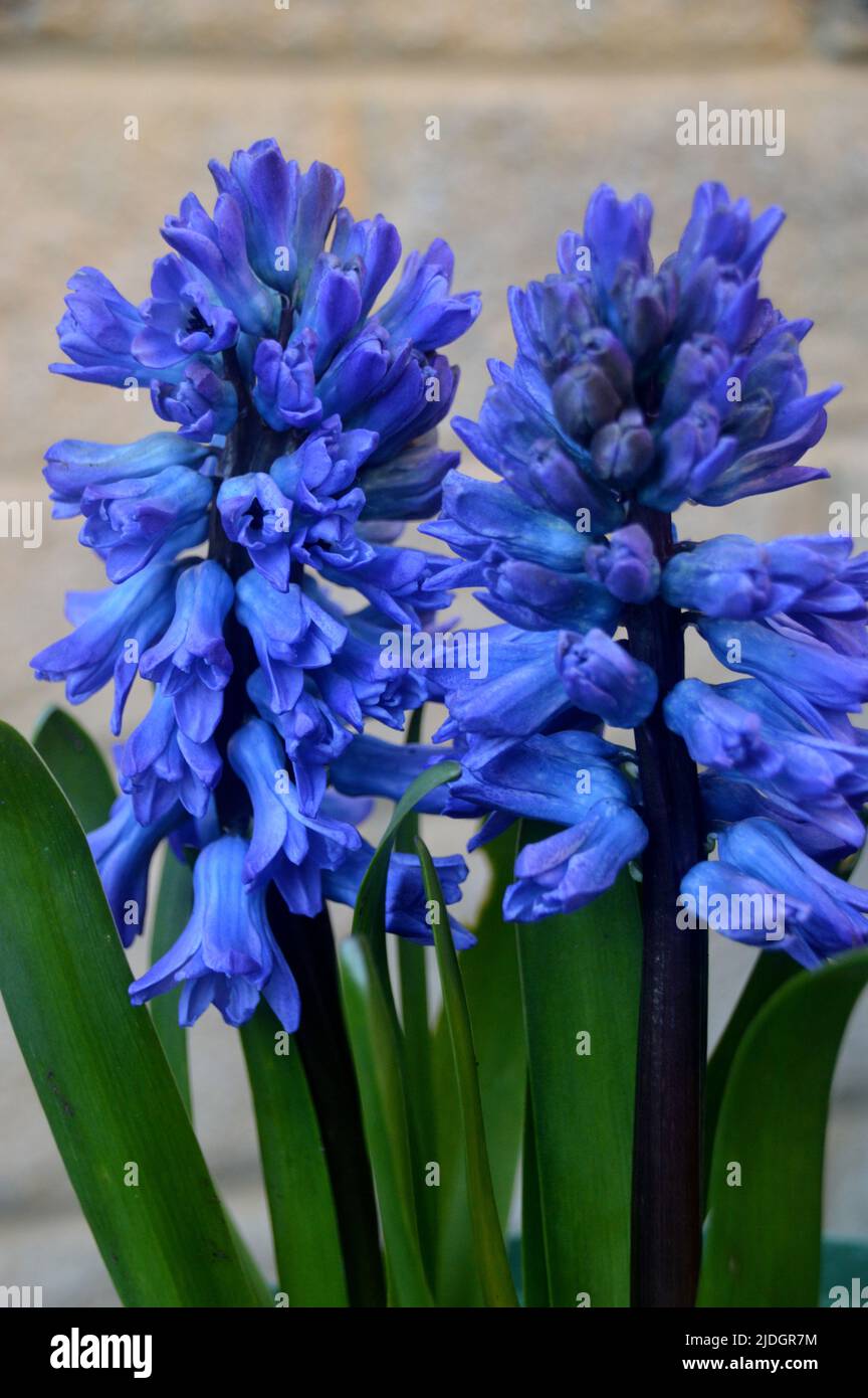 Blue Hyacinthus Orientalis 'Aqua' (Dutch Hyacinth) grown in an English ...
