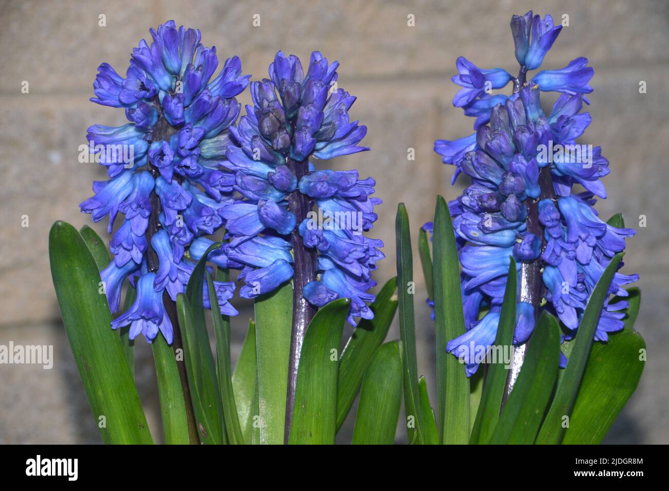 Blue Hyacinthus Orientalis 'Aqua' (Dutch Hyacinth) grown in an English Country Garden ...