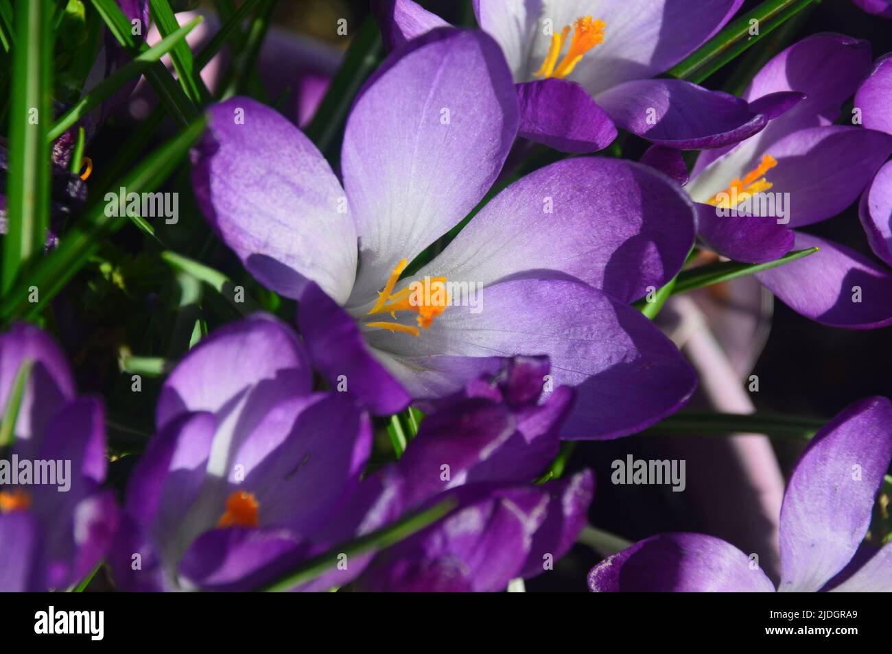 Purple/Lilic/Mauve Crocus Tommasinianus 'Ruby Giant' (Early Crocus ...