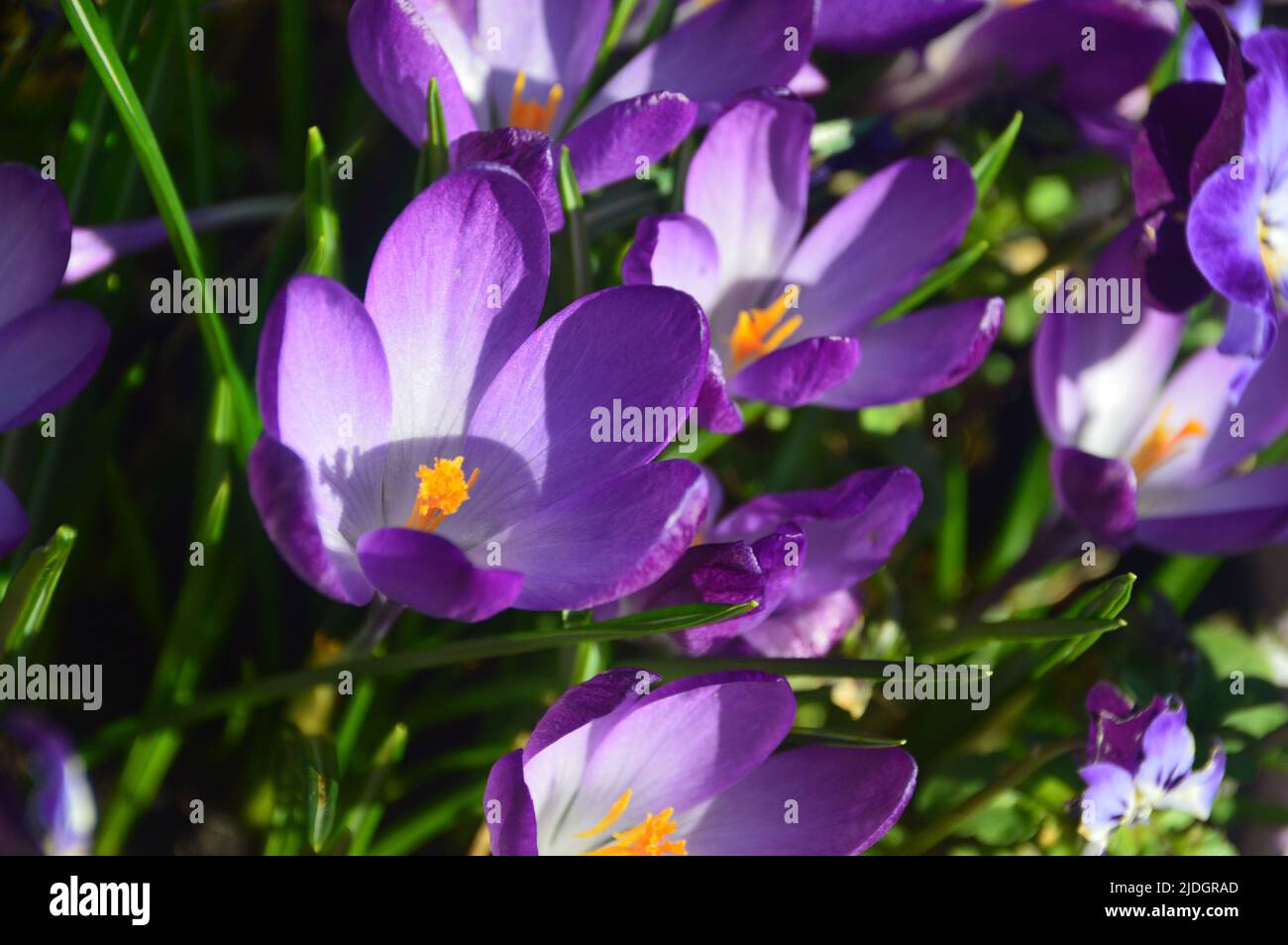 Purple/Lilic/Mauve Crocus Tommasinianus 'Ruby Giant' (Early Crocus ...
