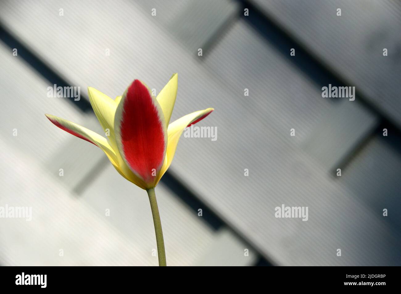 Single Pink/Yellow Tulipa Clusiana Tinka (Tulip Tinka) grown in an ...