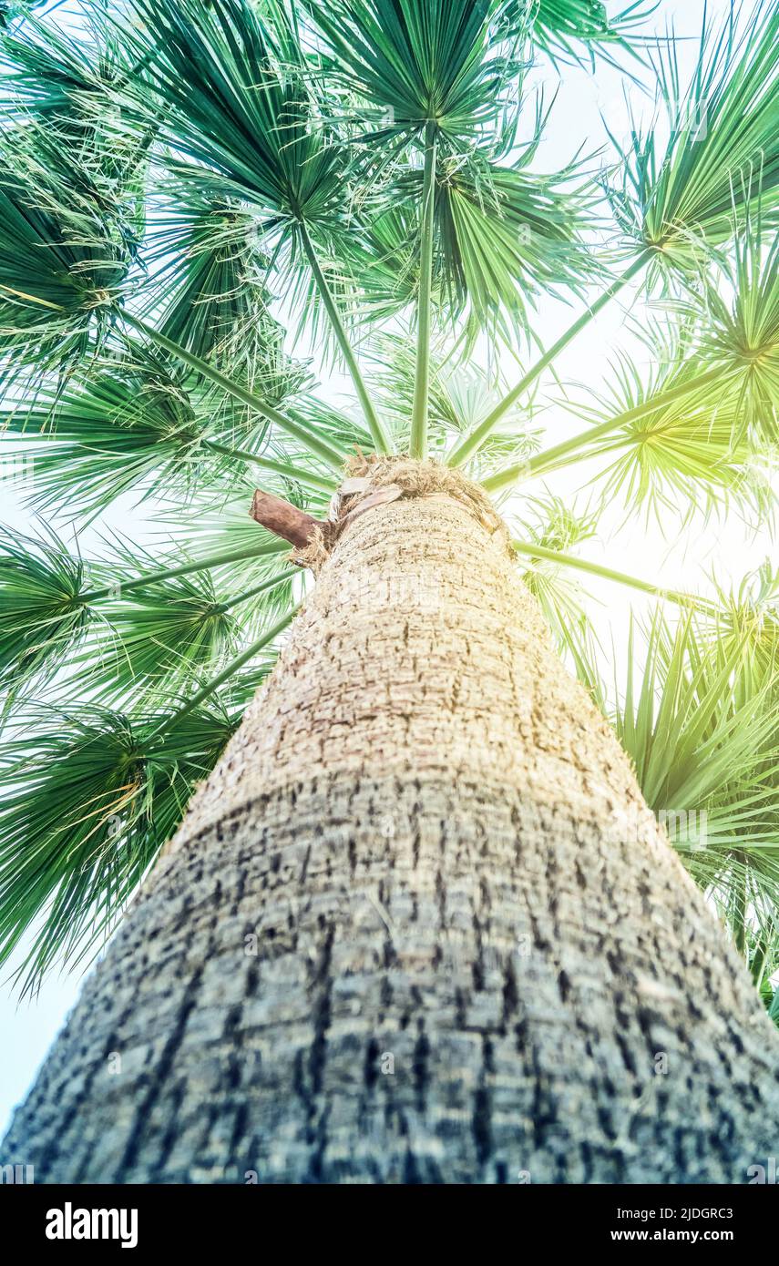 High palm tree with lush green leaves and wooden trunk against cloudy ...