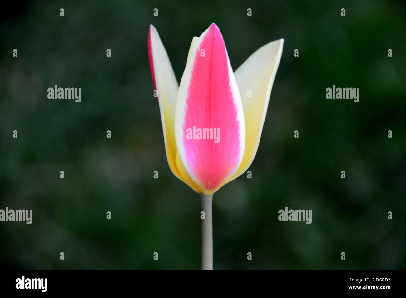 Single Pink/Yellow Tulipa Clusiana Tinka (Tulip Tinka) grown in an ...