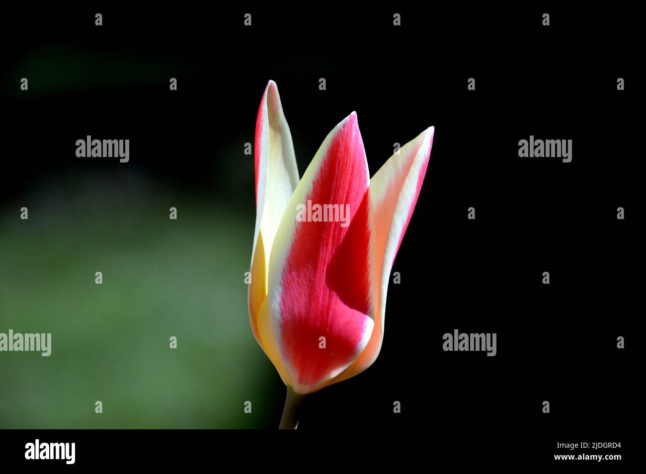Single Pink/Yellow Tulipa Clusiana Tinka (Tulip Tinka) grown in an ...