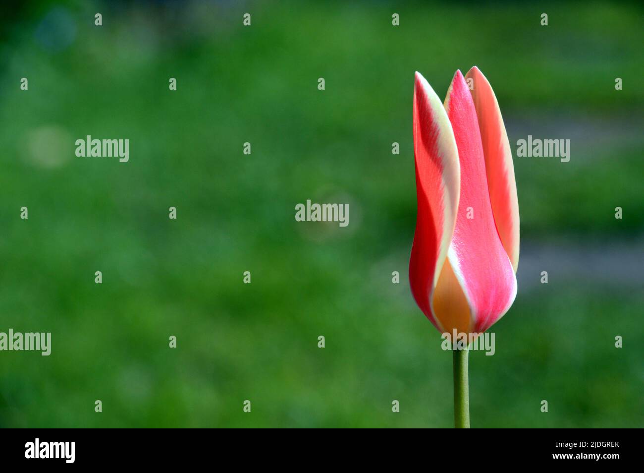 Single Pink/Yellow Tulipa Clusiana Tinka (Tulip Tinka) grown in an ...