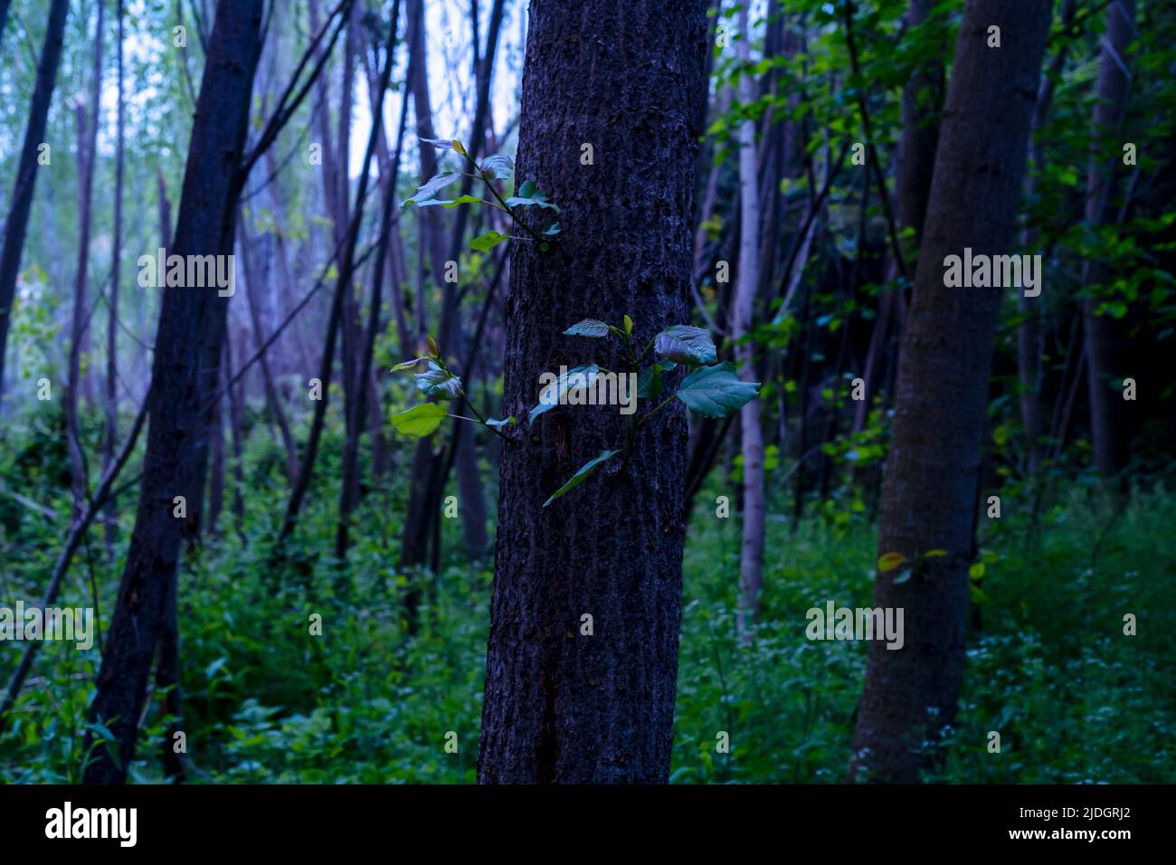 Close up background photo of forest or woods with moody, creepy, spooky ...