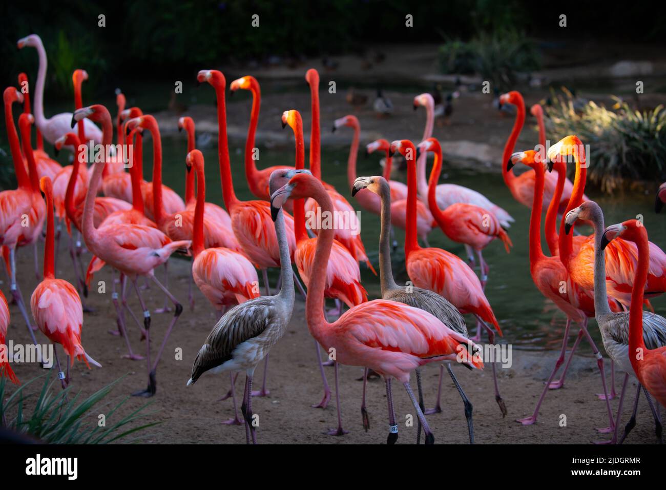 Jungle safari and mexico hi-res stock photography and images - Alamy