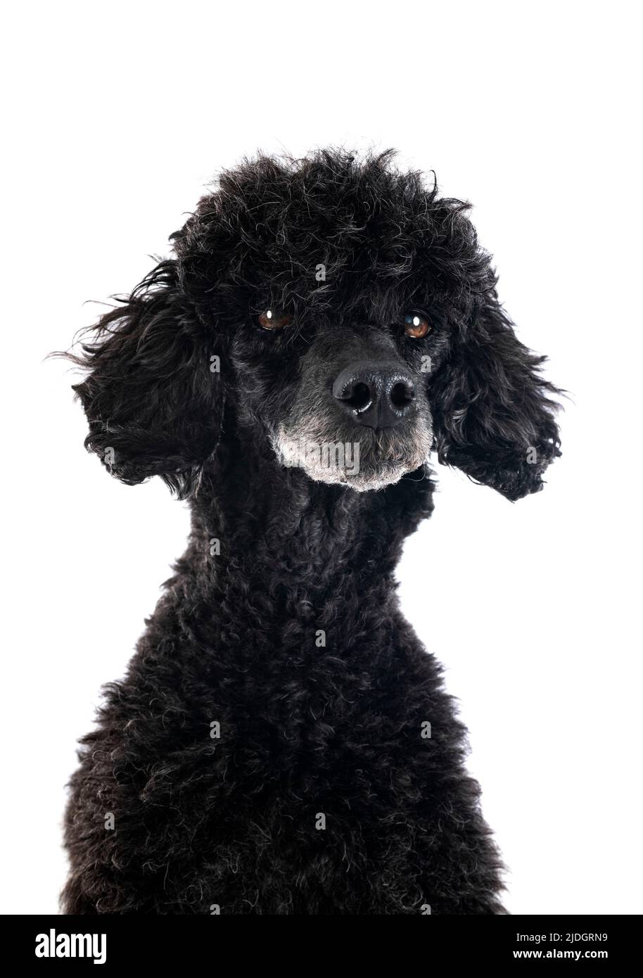 black poodle in front of white background Stock Photo - Alamy