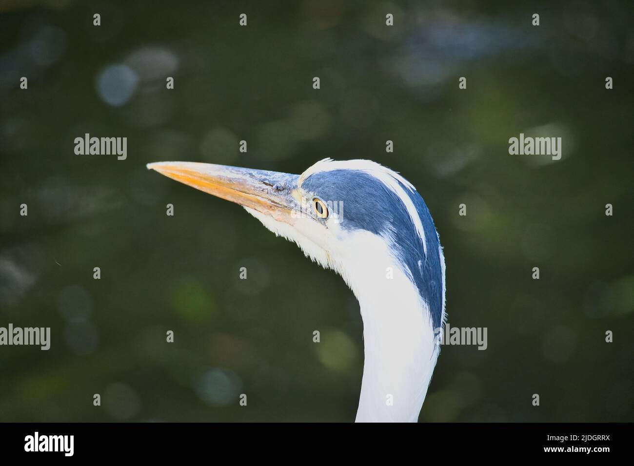 Grey heron in portrait. Detailed picture of the bird. Animal photo from ...