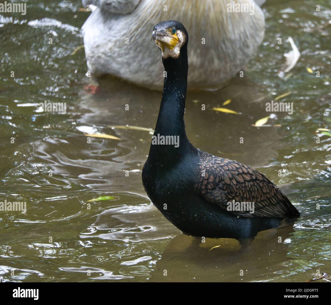Cormorant bird in close-up view. detailed plumage. Predator that eats ...