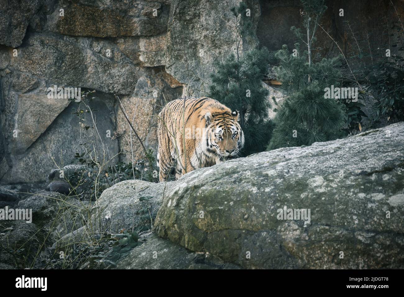 Siberian tiger. Elegant big cat. endangered predator. white,black ...