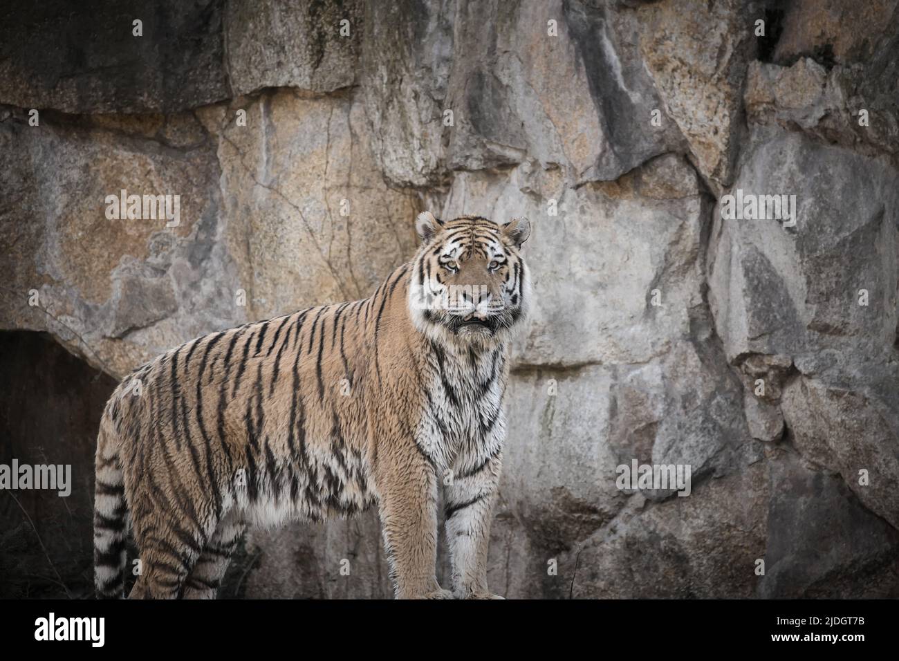 Siberian tiger. Elegant big cat. endangered predator. white,black ...