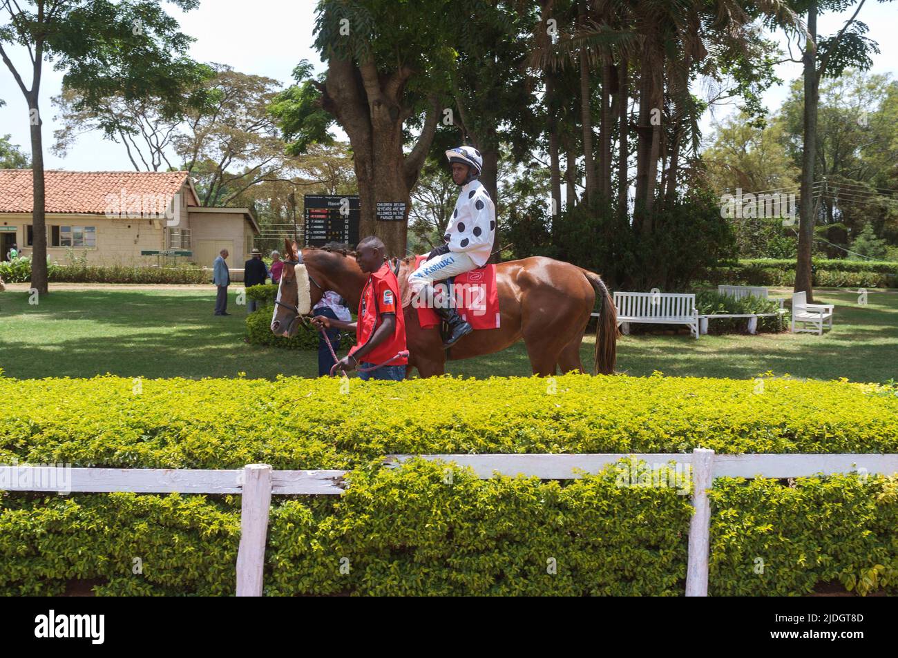 Horses being led round the parade ring before a race, Ngong Racecourse ...