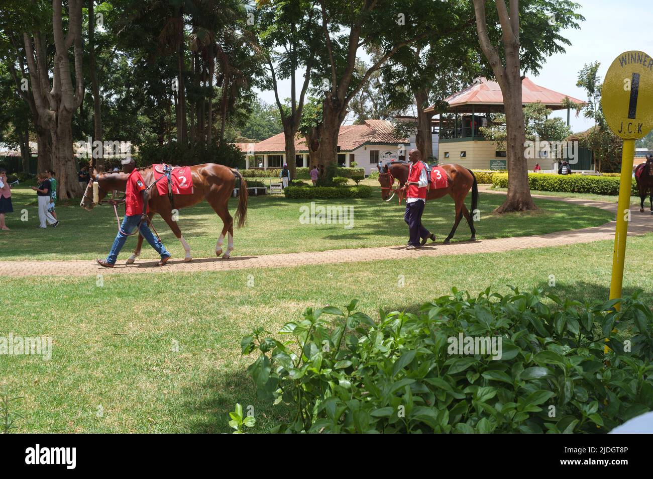 Horses being led round the parade ring before a race, Ngong Racecourse ...