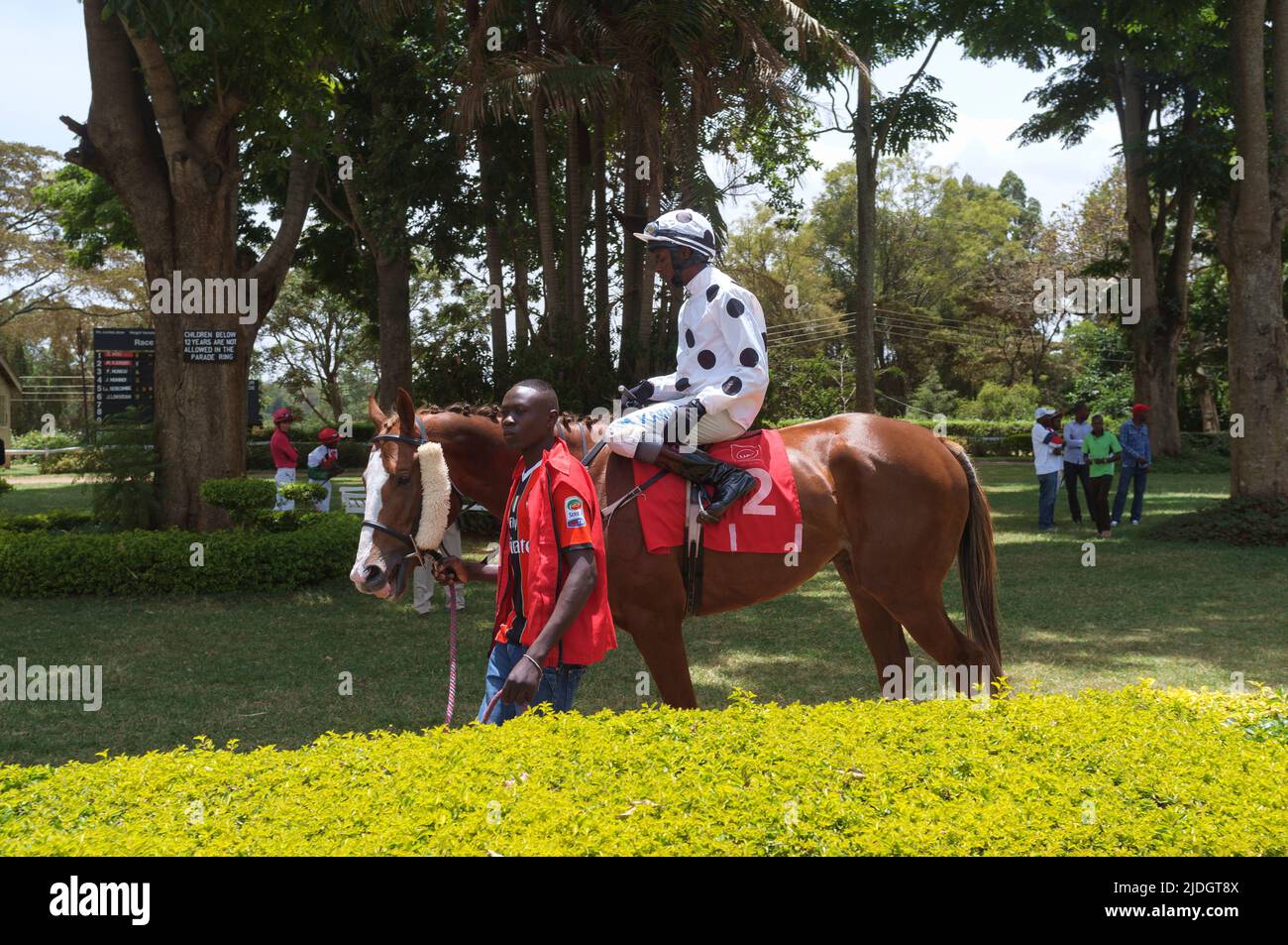 Horses being led round the parade ring before a race, Ngong Racecourse ...