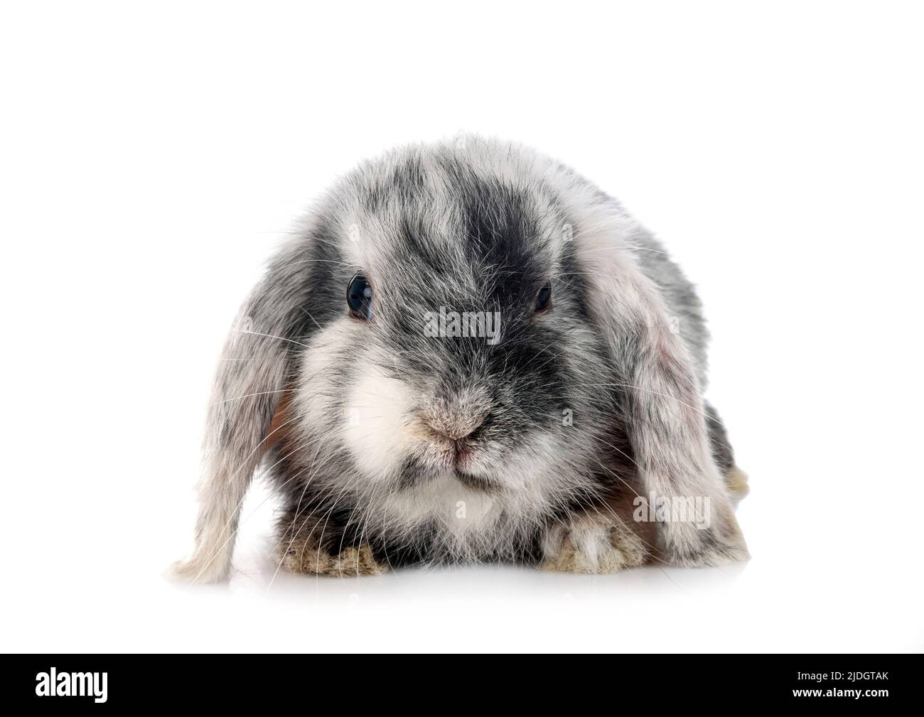mini lop in front of white background Stock Photo - Alamy