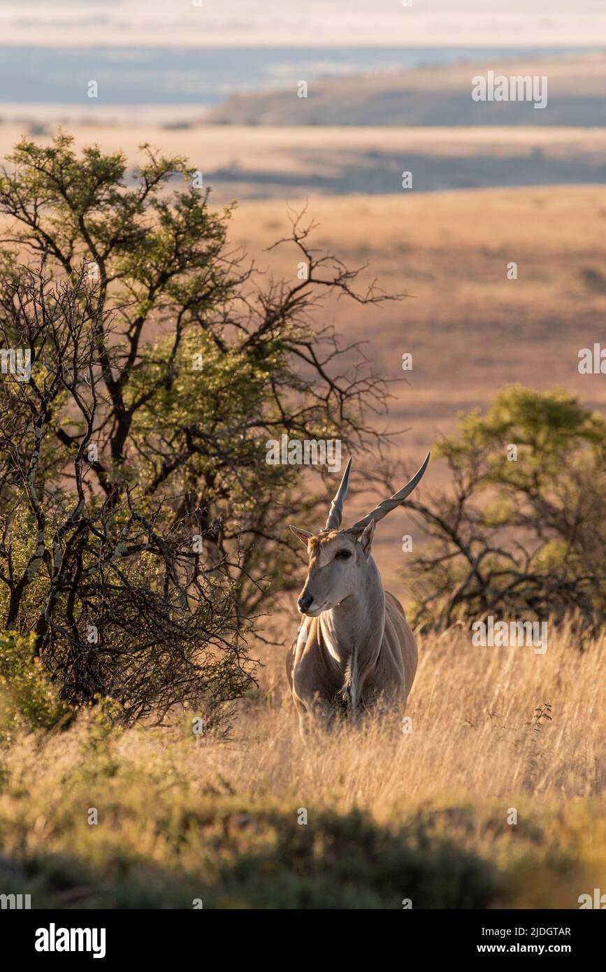 Common Eland (Taurotragus oryx) in the landscape at the Mountain Zebra ...