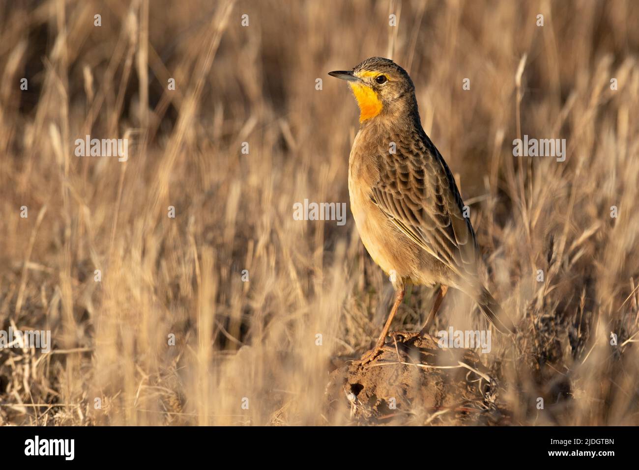 Cape Longclaw (Macronyx capansis) at the Mountain Zebra National Park ...