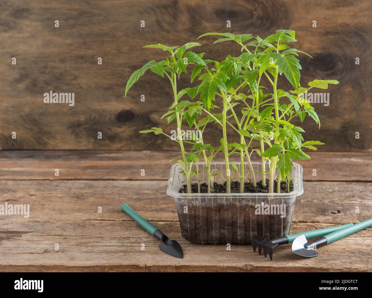 Tomato seed hi-res stock photography and images - Alamy