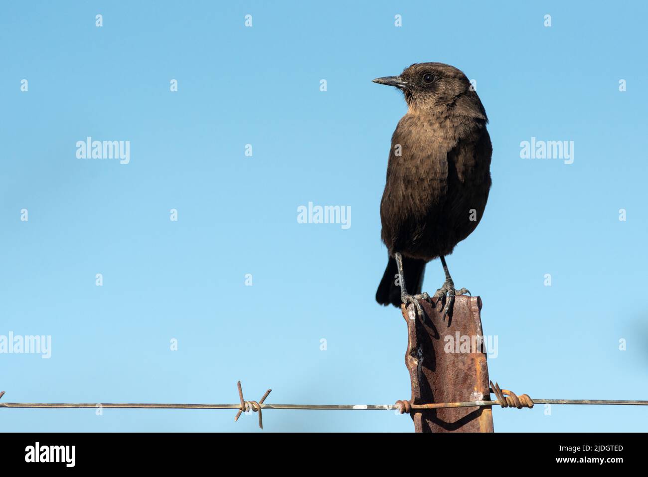 Ant-eating Chat (Myrmecocichla formicivora) at the Mountain Zebra ...