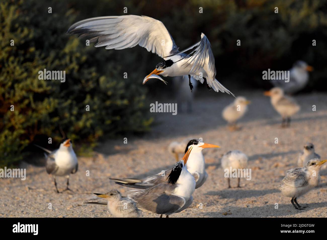 Kubbar island hi-res stock photography and images - Alamy