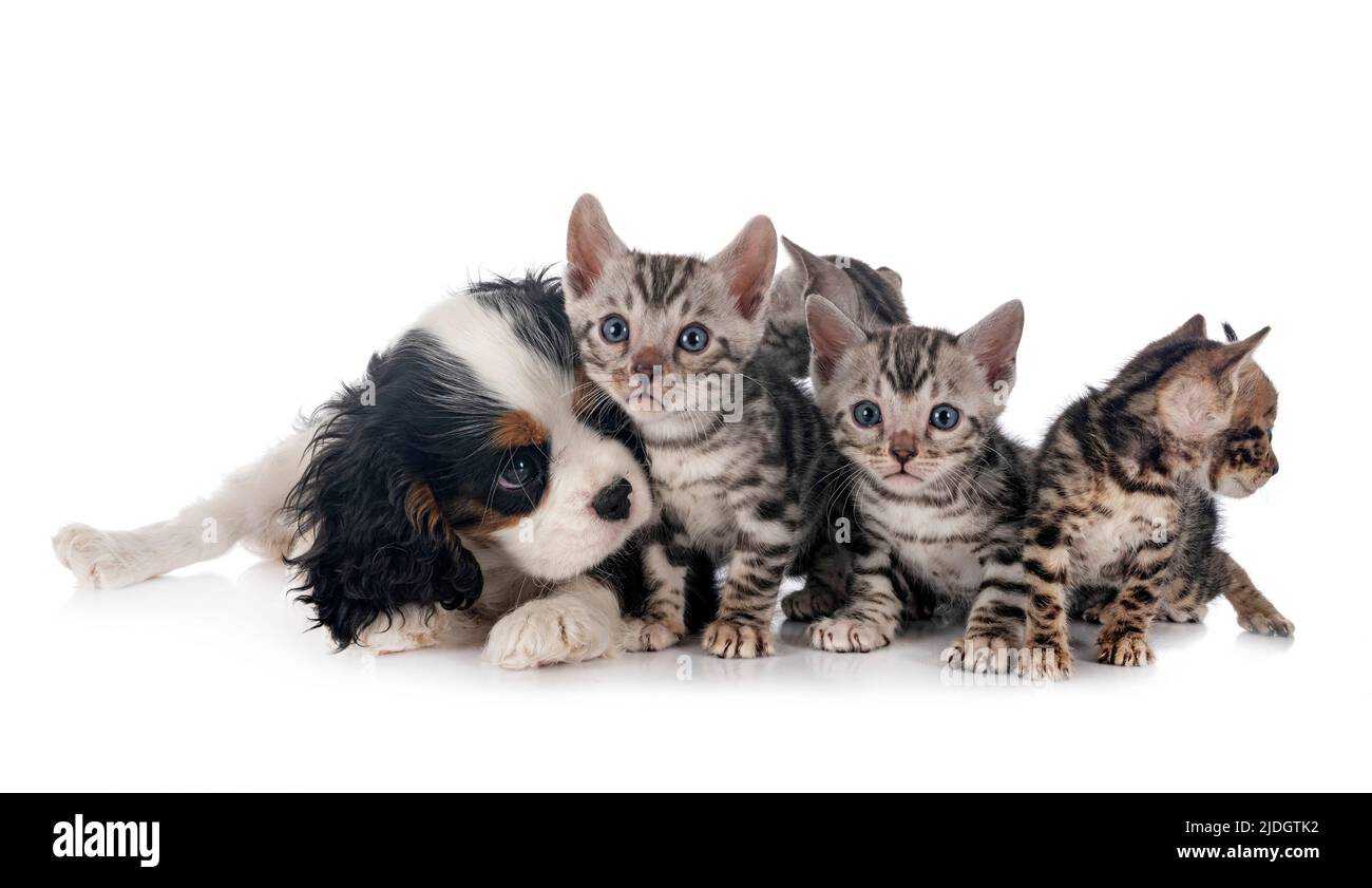bengal cats and cavalier king charles in front of white background ...