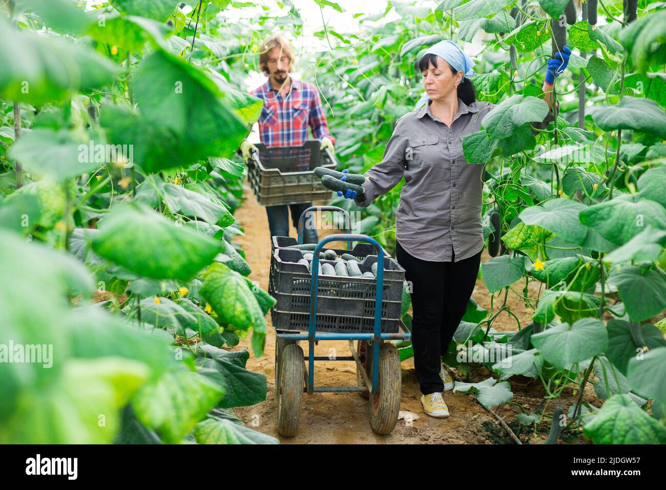 german farmers picking crops of cucumber in hothouse Stock Photo - Alamy