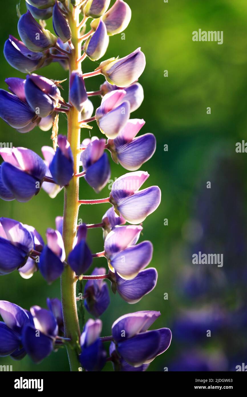 Closeup of very nice freshness blue lupine flower against green grass ...