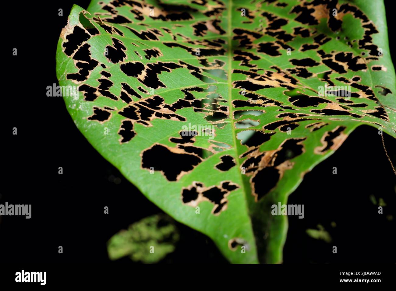 Selective focus and closeup of eaten plant leaves with insect damage ...