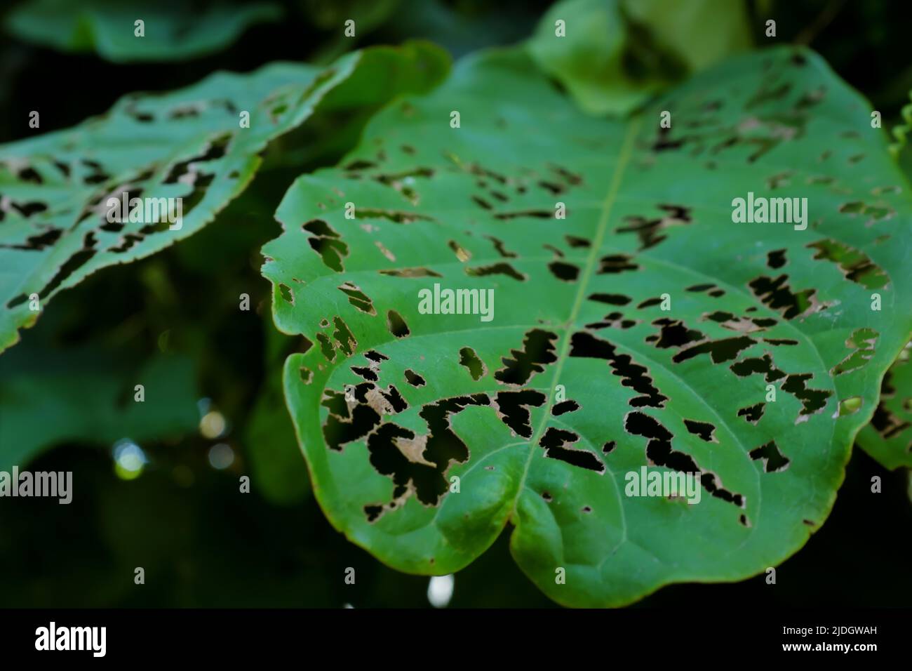 Selective focus and closeup of eaten plant leaves with insect damage ...