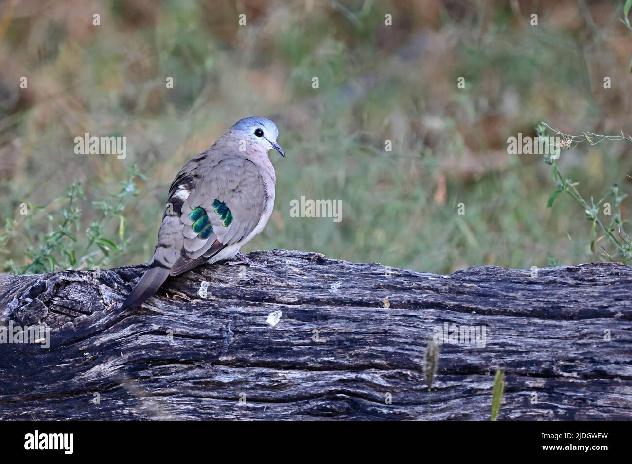 Emerald-spotted Wood Dove on a log at Khwai Botswana Stock Photo - Alamy