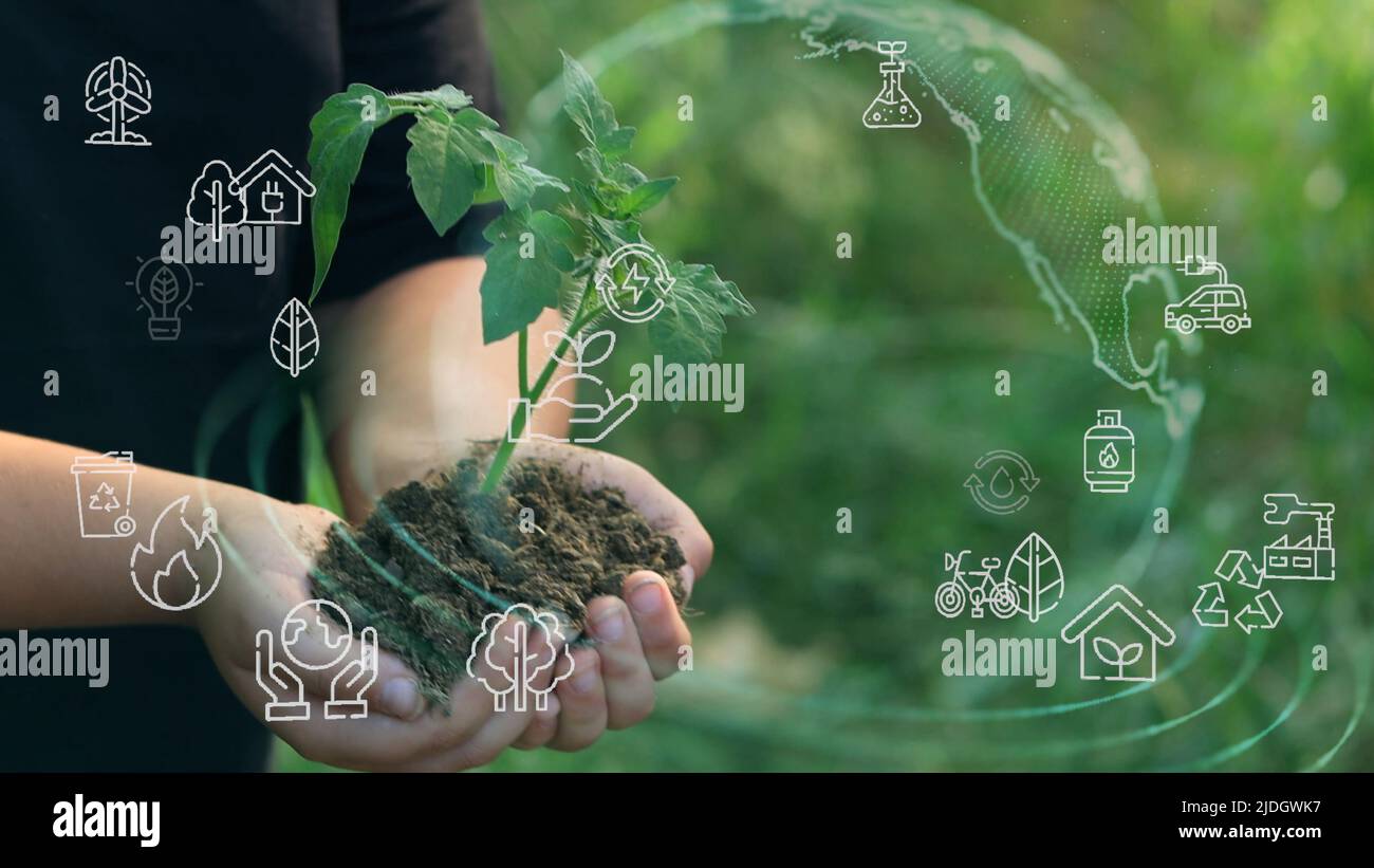 close up hands holding sapling of young oak tree. palms embrace the ...
