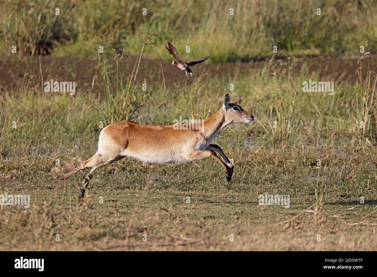 Female Red Lechwe running at Moremi Botswana Stock Photo - Alamy