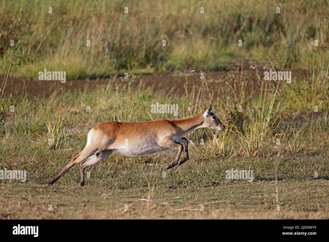 Female lechwe hi-res stock photography and images - Alamy