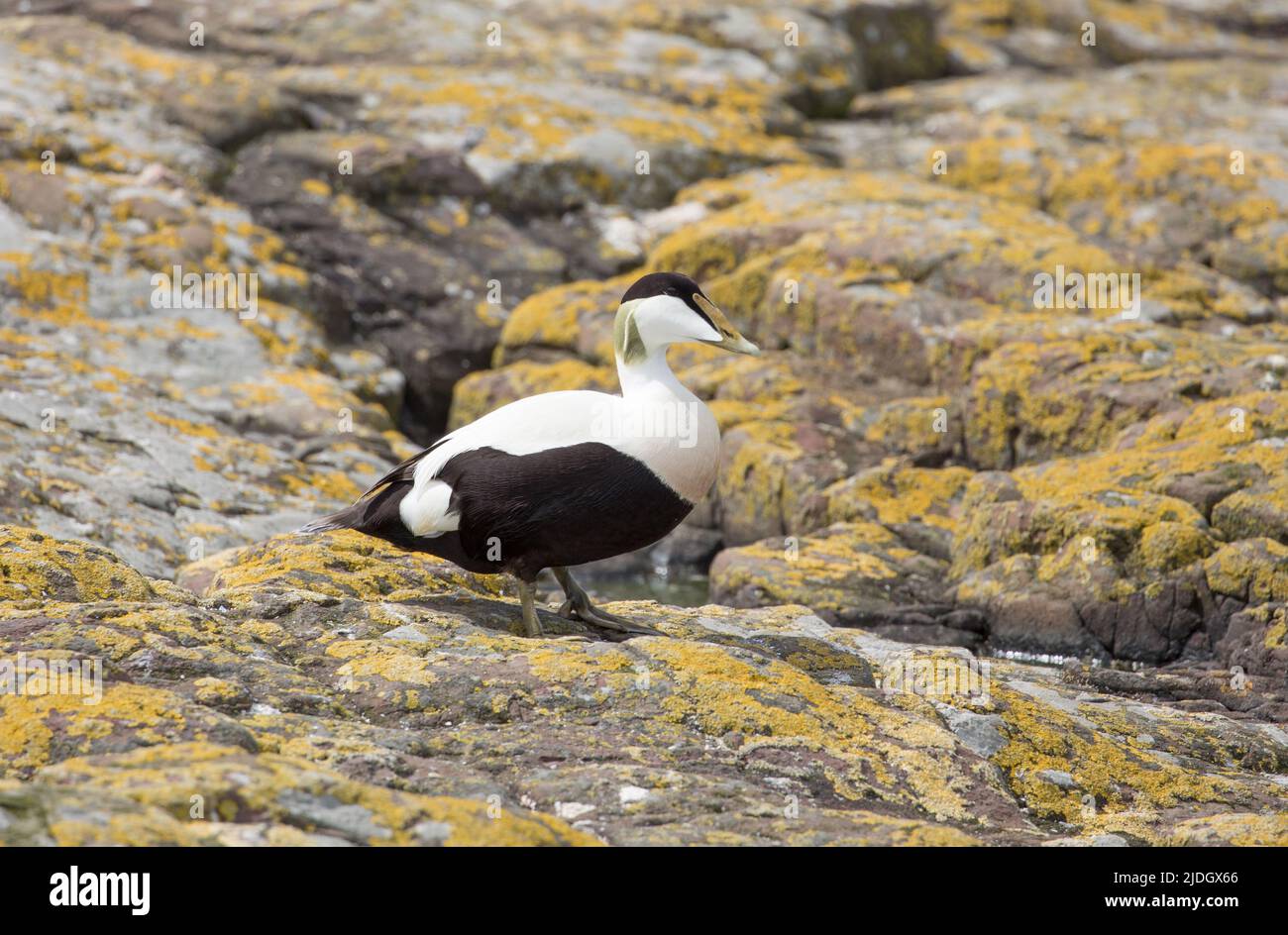 Male Eider Duck at Seahouses Stock Photo - Alamy