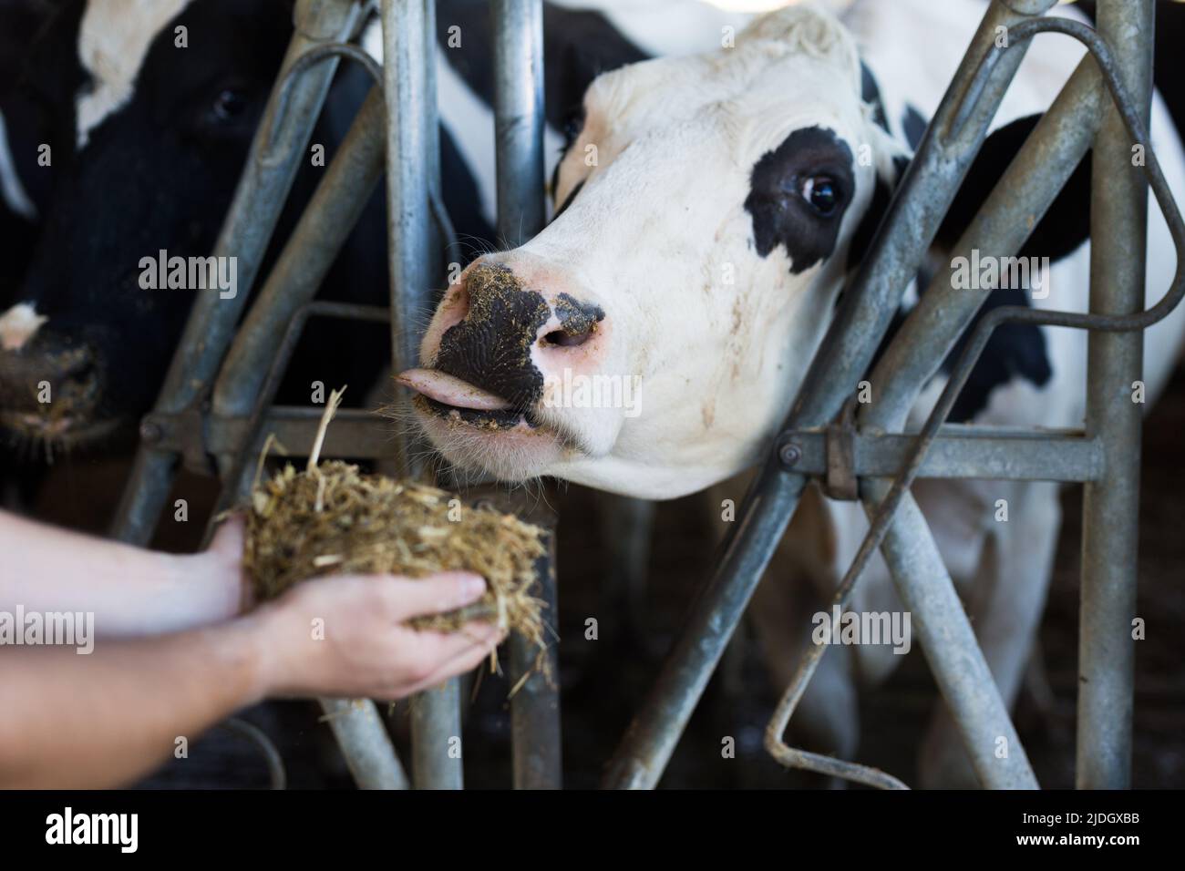 Farmer feeding cow grain hi-res stock photography and images - Alamy